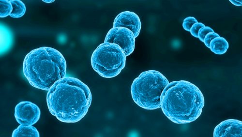Study: Probiotic bacteria Streptococcus oralis and Streptococcus uberis have a whitening effect ...